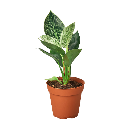 Philodendron 'Birkin' – Flora + Fauna