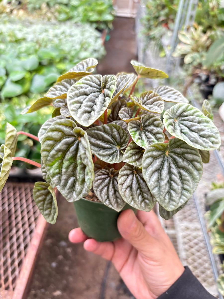 Peperomia 'Emerald Ripple' – Flora + Fauna
