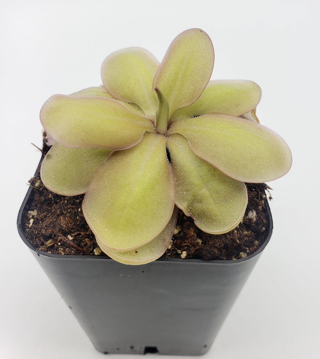 Pinguicula emarginata {red coloured and big rosette} x elizabethiae ...